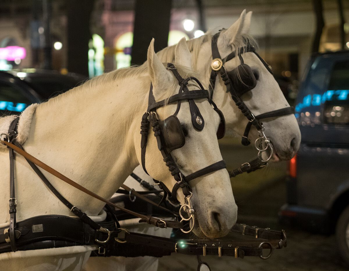 How to make the most perfect Viennese ball experience - The Vienna BLOG